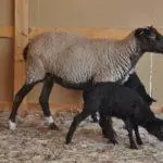 Romanovskaya race de mouton: description et caractéristiques, élevage et alimentation 6206_14