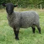 Giống cừu Romanovskaya: mô tả và đặc điểm, chăn nuôi và cho ăn 6206_2