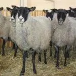 Romawskaya breed domba: Katerangan sareng Ciri, Beterkas sareng tuang 6206_3