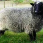Романовсская үүлдрийн хонины үүлдэр: Тайлбар ба шинж чанар, шинж чанар, үржлийн байдал 6206_4