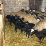 Romanovskaya羊羊：描述和特点，繁殖和喂养 6206_7