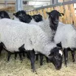 Giống cừu Romanovskaya: mô tả và đặc điểm, chăn nuôi và cho ăn 6206_8