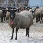 Romanovskaya race de mouton: description et caractéristiques, élevage et alimentation 6206_9