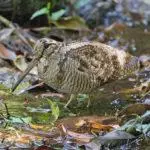 American Waldshnepe: Descrición e hábitat, dieta e estado de tipo 6209_6