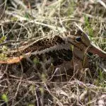 American Waldshnepe: Descrición e hábitat, dieta e estado de tipo 6209_7