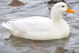 As 6 primeiras razas de patos brancos e as súas características, descrición das condicións de reprodución