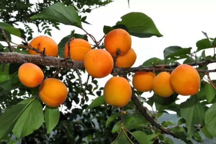 ಏಪ್ರಿಕಾಟ್ ಮನ್ಚರ್ಸ್ಕಿ