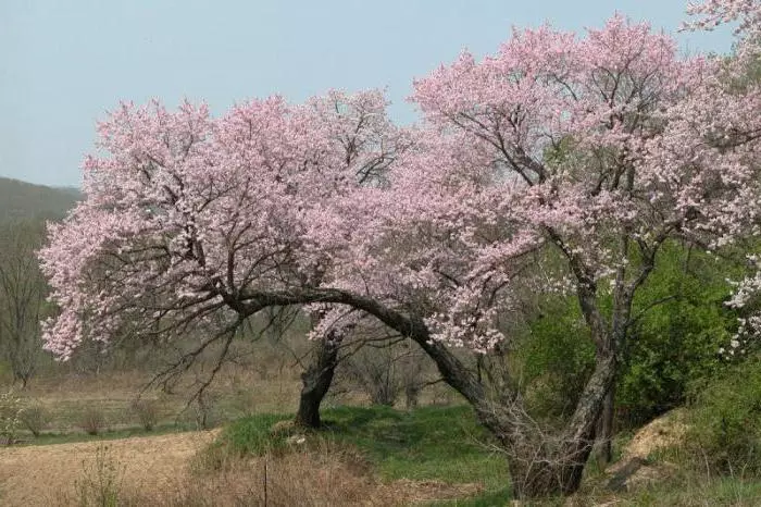 Apricot Manchursky.