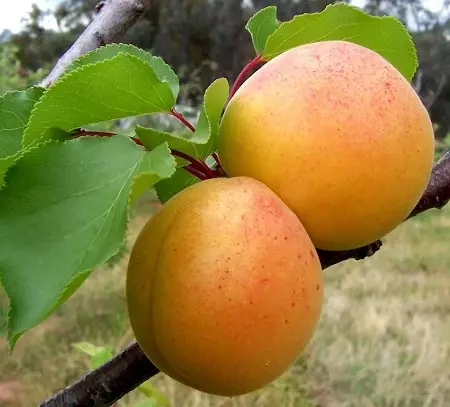 Apricot Manchursky