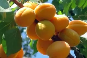 apricots kiev ၏အစောပိုင်း, နှင်းခဲခုခံခြင်းနှင့်အထွက်နှုန်း၏ဝိသေသလက္ခဏာများ