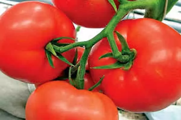 Tomates Mobile.