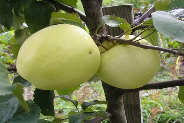 Apple Tree Russies