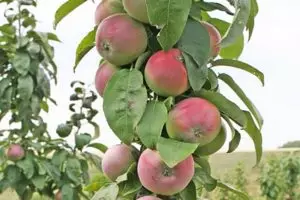 Beskrywing en eienskappe van appelbome verskeidenheid triomf, verspreidingsgebiede en resensies