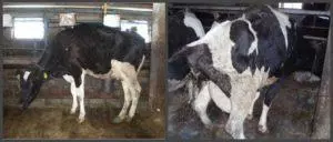 Hoeveel dae in die norm van die koei word vrygestel met bloed na kalwing en anomalie