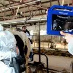 Живоустройство на яйчниците в крави: причини, симптоми и лечение 6220_2