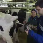 Живоустройство на яйчниците в крави: причини, симптоми и лечение 6220_3