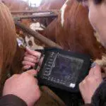 Живоустройство на яйчниците в крави: причини, симптоми и лечение 6220_4