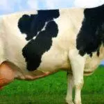 Gypsofunksie van eierstokke in koeie: Oorsake, simptome en behandeling 6220_7
