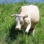 Gypofunction ng mga ovary sa cows: Mga sanhi, sintomas at paggamot 6220_8