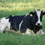 Живоустройство на яйчниците в крави: причини, симптоми и лечение 6220_9