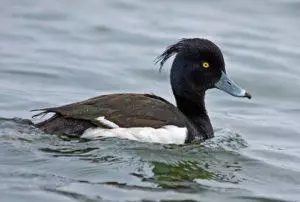 Me yasa ducks suka yi iyo a kusa da ruwa kuma hakan yana taimaka musu ba rigar, fasalin tsuntsaye