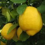 Lemon Liospóin: Cur síos ar an éagsúlacht, ar an tuirlingt agus ar an gcúram sa bhaile 6225_1