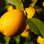Lemon Licon: pedaran rupa-rupa, badarat sareng perawatan di bumi 6225_2