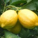 Lemon Licon: pedaran rupa-rupa, badarat sareng perawatan di bumi 6225_3