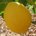 Lemon Lisbon: O se faʻamatalaga o le ituaiga, tulaueleele ma tausi i le fale 6225_8