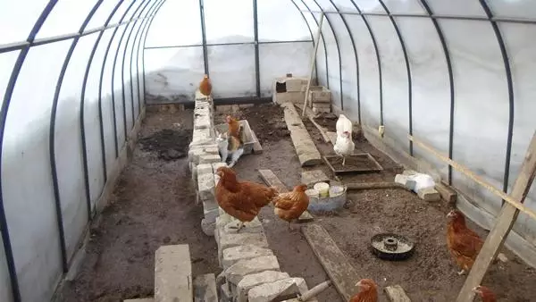 Mga manok sa tingtugnaw sa usa ka greenhouse of Polycarbonate