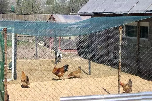 Walking Chickens.