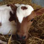 Malattia del vitello rivestita bianca: segni e trattamento a casa 6228_12