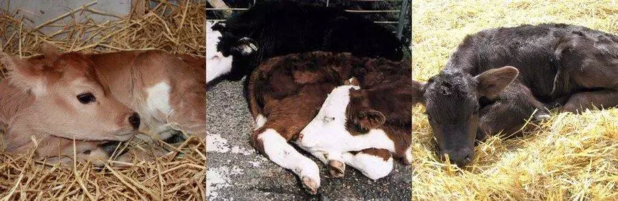 Vit-faced calf sjukdom