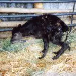 Penyakit Anak Lembu Whited White: Tanda dan Rawatan di Rumah 6228_7