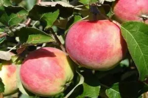 苹果树托勒的描述和抗冰冻和产量的特征