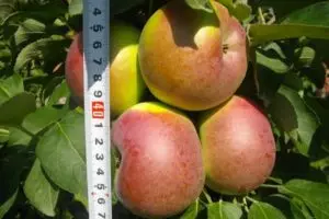 Paglalarawan at mga katangian ng pagpapabunga ng Colonum Apple Tree Variety Arbat at ang mga peculiarities ng lumalaking at pangangalaga