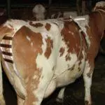 Lehmä putoaa lehmästä: Mitä syitä, hoitoa ja seurauksia näyttävät 6234_10