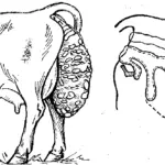 गाय गाय बाहेर पडत आहे: काय कारण, उपचार आणि परिणाम कशासारखे दिसतात 6234_3