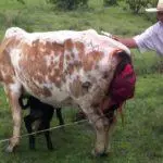 Vaca que cae de la vaca: cómo se ven las causas, el tratamiento y las consecuencias. 6234_4