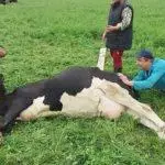 ਗ cow ਗ cow ਤੋਂ ਡਿੱਗਣਾ: ਕੀ ਕਾਰਨ, ਇਲਾਜ ਅਤੇ ਨਤੀਜੇ ਦਿਖਾਈ ਦਿੰਦੇ ਹਨ 6234_5