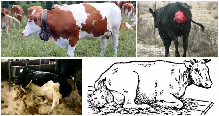 牛の失敗