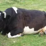 牛の外に落ちる：原因、治療と結果がどのように見えますか 6234_8