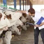 गाय गाय से बाहर गिर रहा है: कारण, उपचार और परिणाम क्या दिखते हैं 6234_9