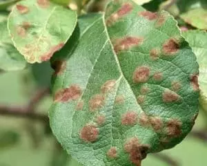 Årsager og symptomer på brun spotting på et æbletræ, hvordan man bekæmper kemiske og folkemusikhjælpemidler