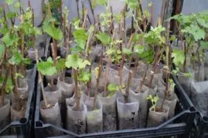 Hvordan riktig multiplisere druer i sommergrønne stiklinger hjemme