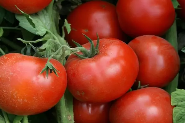 Mid-verše paradajky