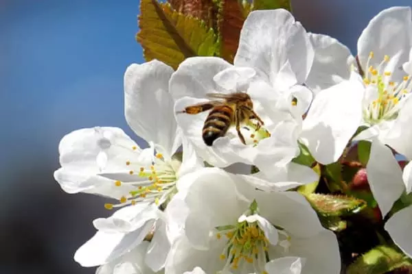 Bee Pollinates