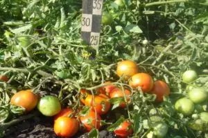 Description de la variété ultra-espace de la tomate Philippock et des caractéristiques de soins