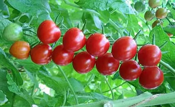 Charlets de arbustos de tomate