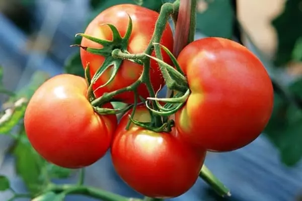 Bushes tomat.